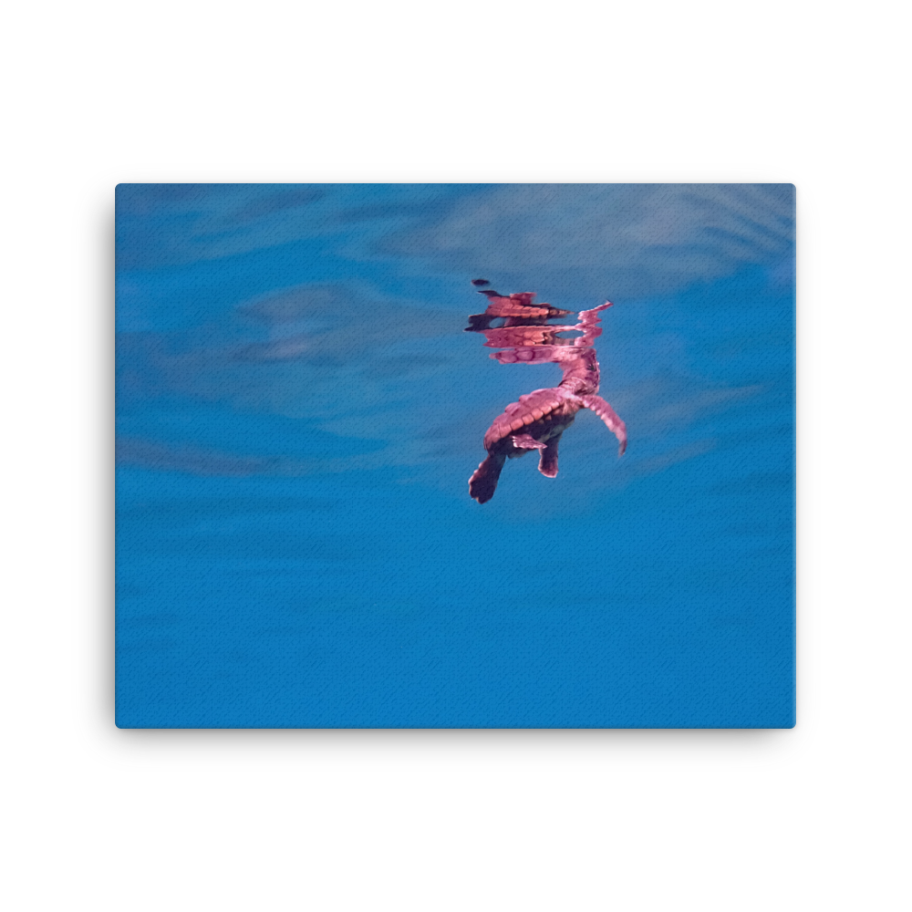 Loggerhead Sea Turtles – OceanView Prints